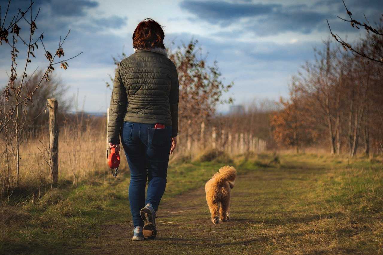 Off Leash Obedience - Complete Canine Training